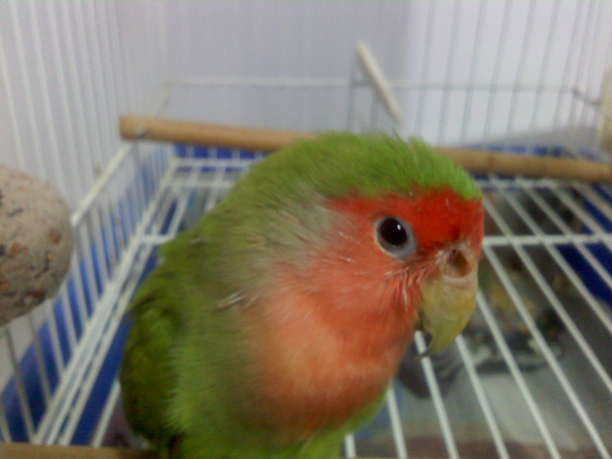 Sinusite Crônica em Aves: A famosa verruga no nariz :: Dr. Felipe Bath ...